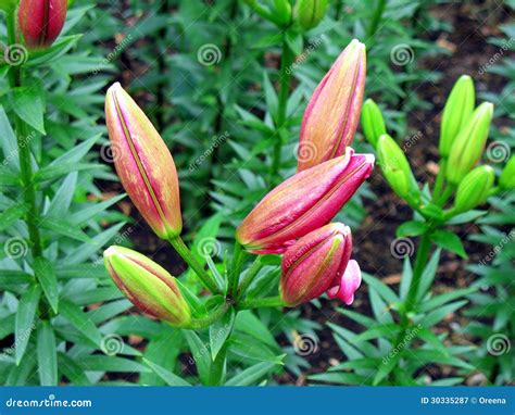 Lily Buds Stock Image Image Of Lily Flowers Lilium 30335287