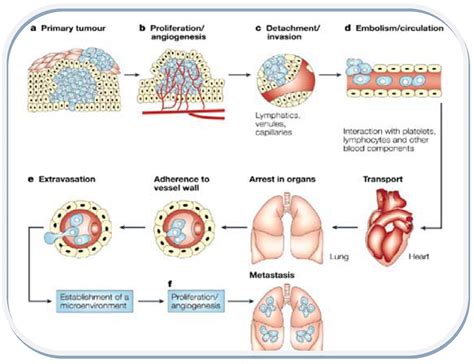 Implications Of The “subquantum Level” In Carcinogenesis And Tumor
