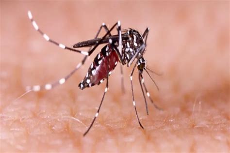Man Dies Of Dengue In Gurugram