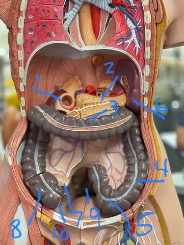 Digestive System Flashcards Quizlet