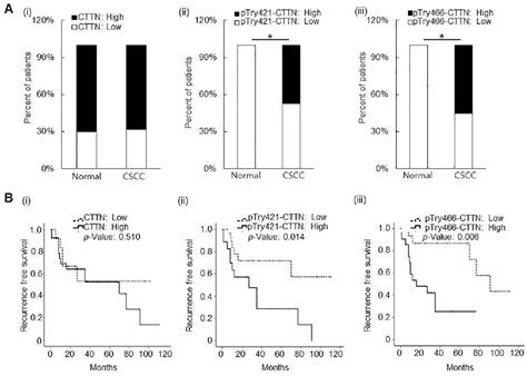 Figure 2 From The Pathogenic Effect Of Cortactin Tyrosine