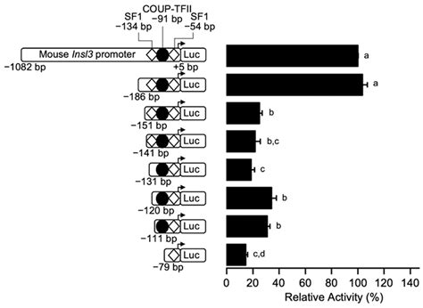 Ijms Free Full Text A 35 Bp Conserved Region Is Crucial For Insl3 Promoter Activity In Mouse