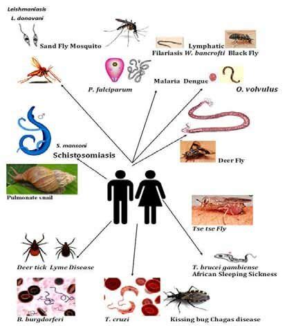 The Organisms Of Pathogeny Whose Life Cycles Involved A Gastropod Or An