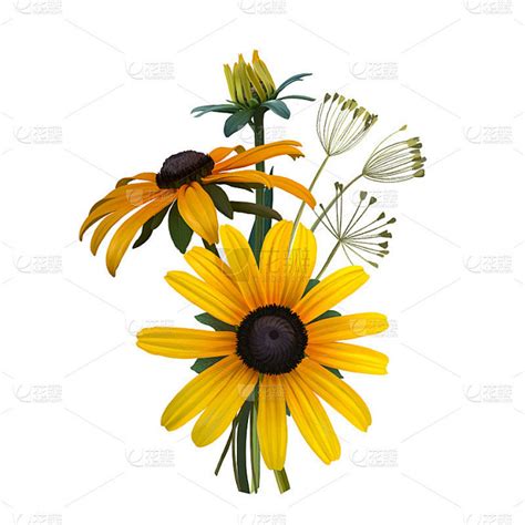 芦竹花的组成。手绘水彩插图。