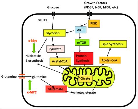 Cancer Cell Metabolism Involving Its Two Major Fuels Glucose And