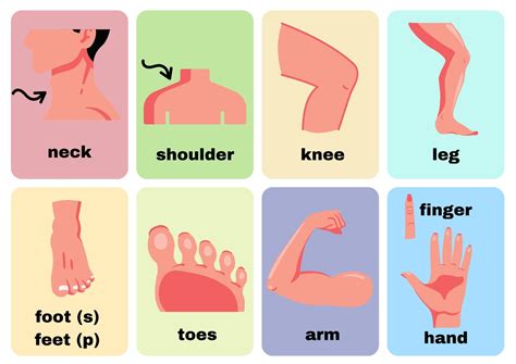 Body Parts Flashcards Printable Pdf At Rebekah Abbott Blog