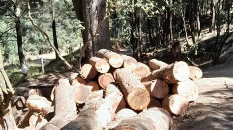 La Otra Batalla Del Bosque Denuncian Impunidad De Talamontes Tras
