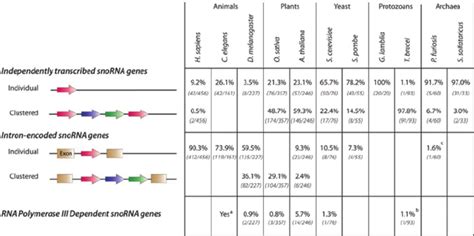 Types Of Genomic Organization Of Snorna Genes With Distribution Within