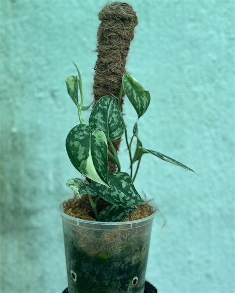 Aries Mentar Scindapsus Mayari Albo 5 500 Imus Cavite