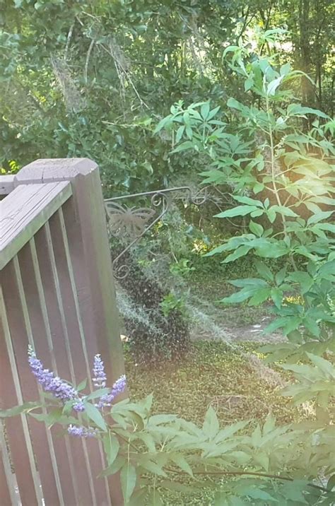 Identifying The Tree In My Mom S Yard