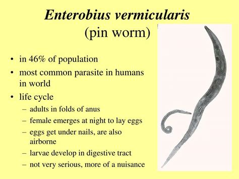Ppt Pseudocoelomate Phyla Powerpoint Presentation Free Download Id