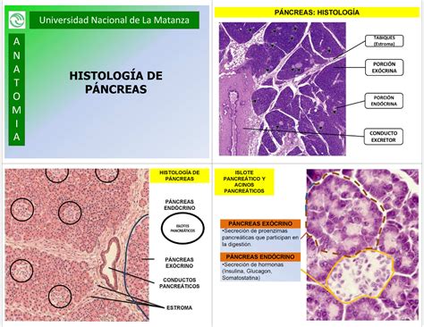 Histolog A De P Ncreas Universidad Nacional De La Matanza A N A