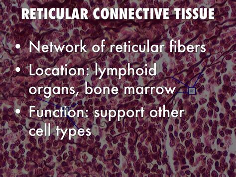 Reticular Connective Tissue Slide