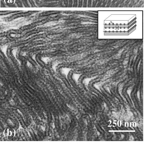Tem Micrographies Of The Different Triblock Copolymer Morphologies