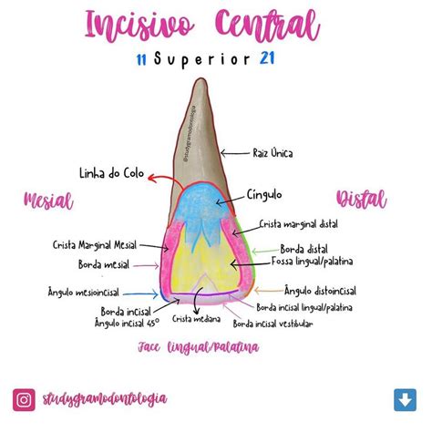 Características Anatômicas Do Incisivo Central Superior Face Lingual