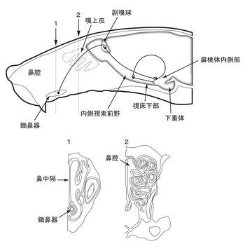 副嗅覚系 脳科学辞典