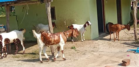 भारतबाट खसीबोका भित्रिन छोडे