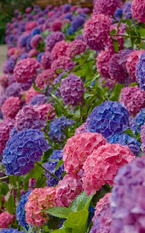 Hydrangea Macrophylla Deep Purple Dance Hydrangea Deep Purple Dance In