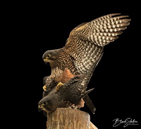 Mating New Zealand Falcon Kārearea On Behance