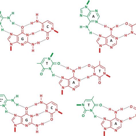 Ribbon Scheme Of Localized Non B Dna Structures A Triplex B