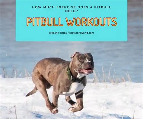 Pitbull Workouts How Much Exercise Does A Pitbull Need