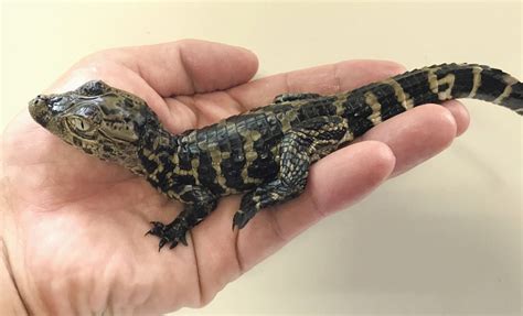 50 小型 ワニ 飼育 496363 小型 ワニ 飼育