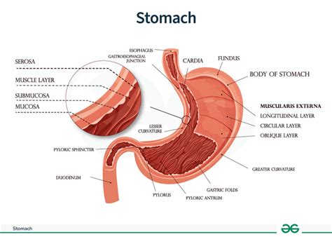 Diagram Of Stomach Geeksforgeeks