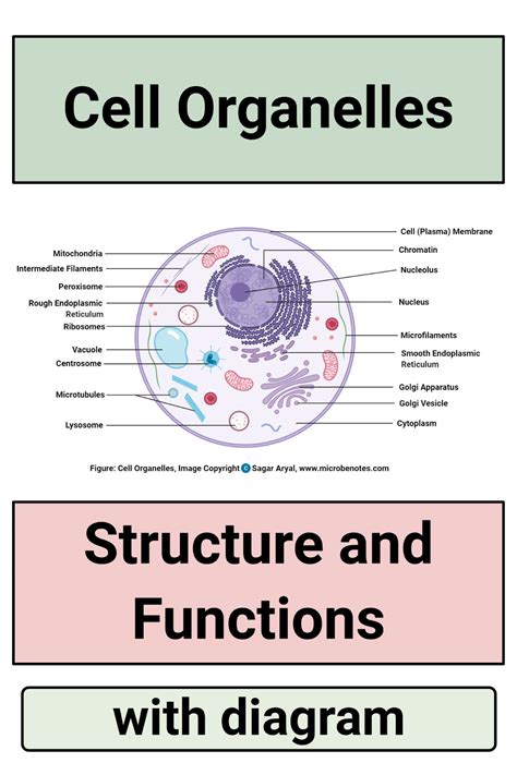 Cell Organelles Structure And Functions With Labeled Diagram Cell