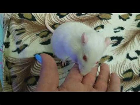 КРЫСКИ: Просто гуляем с крысками вечером,Мило!🐀🐁🐁 - YouTube