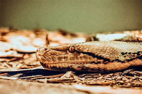 Virginia Zoo Announces Death Of One Of Its Snakes