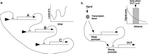 Synthetic Biological Modules For Patterning In Bacteria Download