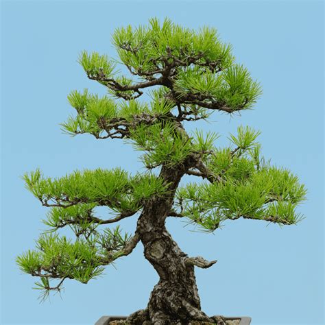 Growing Japanese Black Pine Bonsai Care Guide