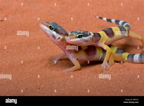 Leopard Gecko Eublepharis Macularius Juvenile Leopard Geckos Stock
