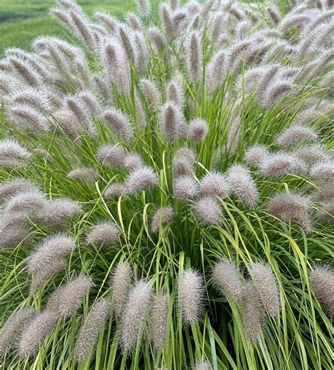 Maiden Grass Growing And Caring For This Elegant Ornamental Grass