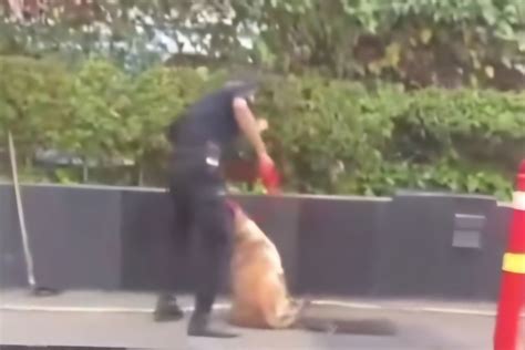 Kasus Sekuriti Viral Pukul Anjing Di Salah Satu Mall Di Jakarta