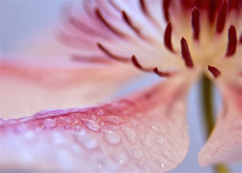 Clematis Pink Free Stock Photo - Public Domain Pictures
