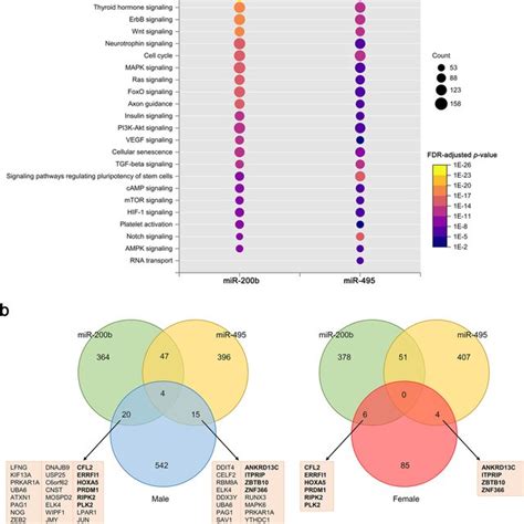 A Kegg Pathway Of Mir 200b And Mir 495 Target Genes Fdr False