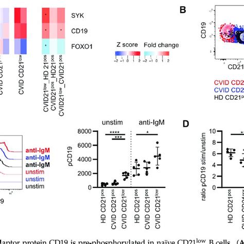 Adaptor Protein Cd19 Is Pre Phosphorylated In Naïve Cd21 Low B Cells