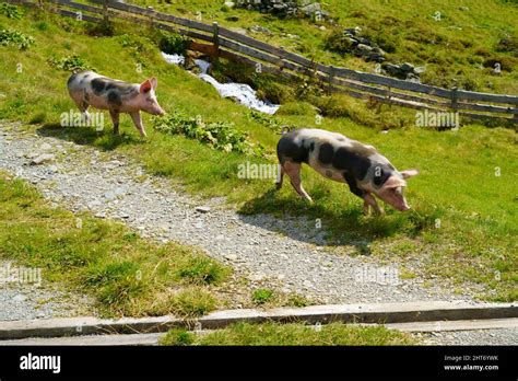 2 pigs Fotos und Bildmaterial in hoher Auflösung Alamy