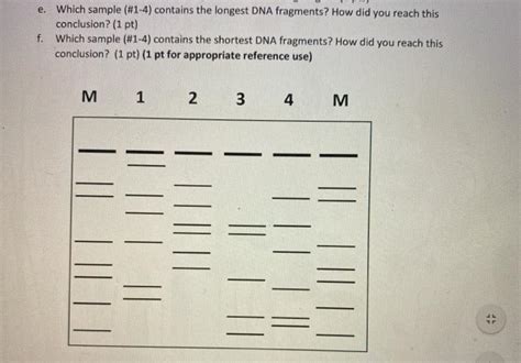 Solved E Which Sample Contains The Longest DNA Chegg Com