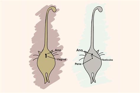Síntesis de 26 artículos como saber si un gato es macho o hembra