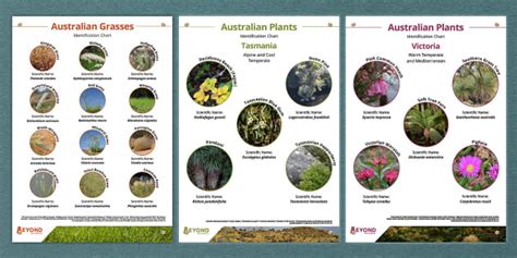 Australian Plant And Grasses Identification Chart