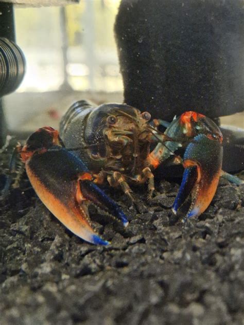 Cherax Alyciae Blue Kong Red Claw Your Aquahouse