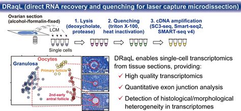 High Quality Single Cell Transcriptomics From Ovarian Histological Sections During