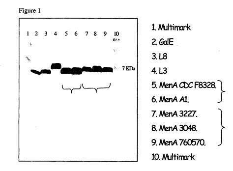 vaccine protection assay eureka patsnap
