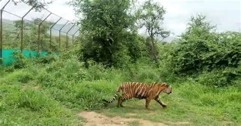 Wound On The Tail Of Sariskas Age Old Tigress St 2 Medicine Given In