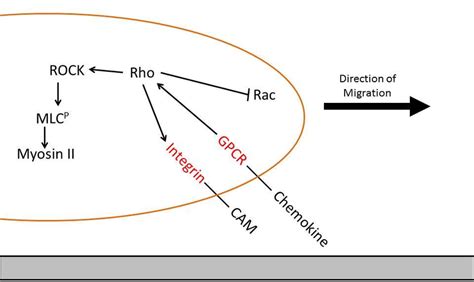 3 Adherent Contractile Zone Found In Migrating T Lymphocytes Along The Download Scientific