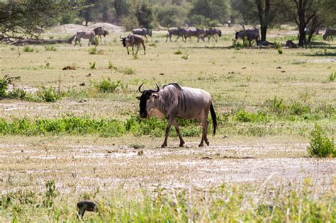 블루 누 우 또한 일반적인 누 우 흰 수염 빠 졌 또는 Brindled Gnu 라는 큰 영양 이며 속 Connochaetes의