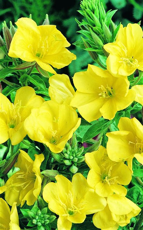 Oenothera Macrocarpa Armlee Nurseries