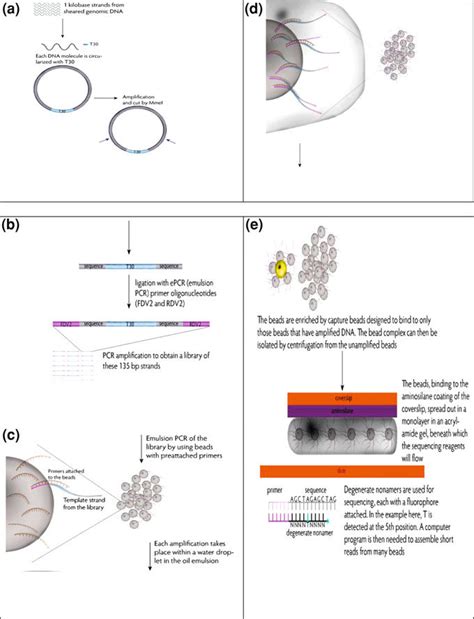 5 Steps For Polony Sequencing Method A Paired Genomic Tag Construction